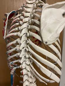 Spine Vertebrae Ribs