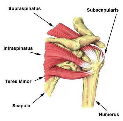 Rotator cuff Injury - Higher Function Physio & Pilates